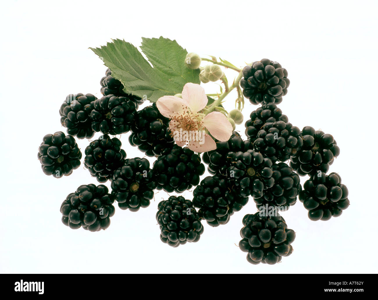 Close-up of black raspberries Stock Photo - Alamy