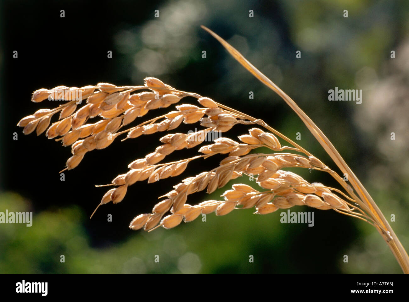 Rice Panicle
