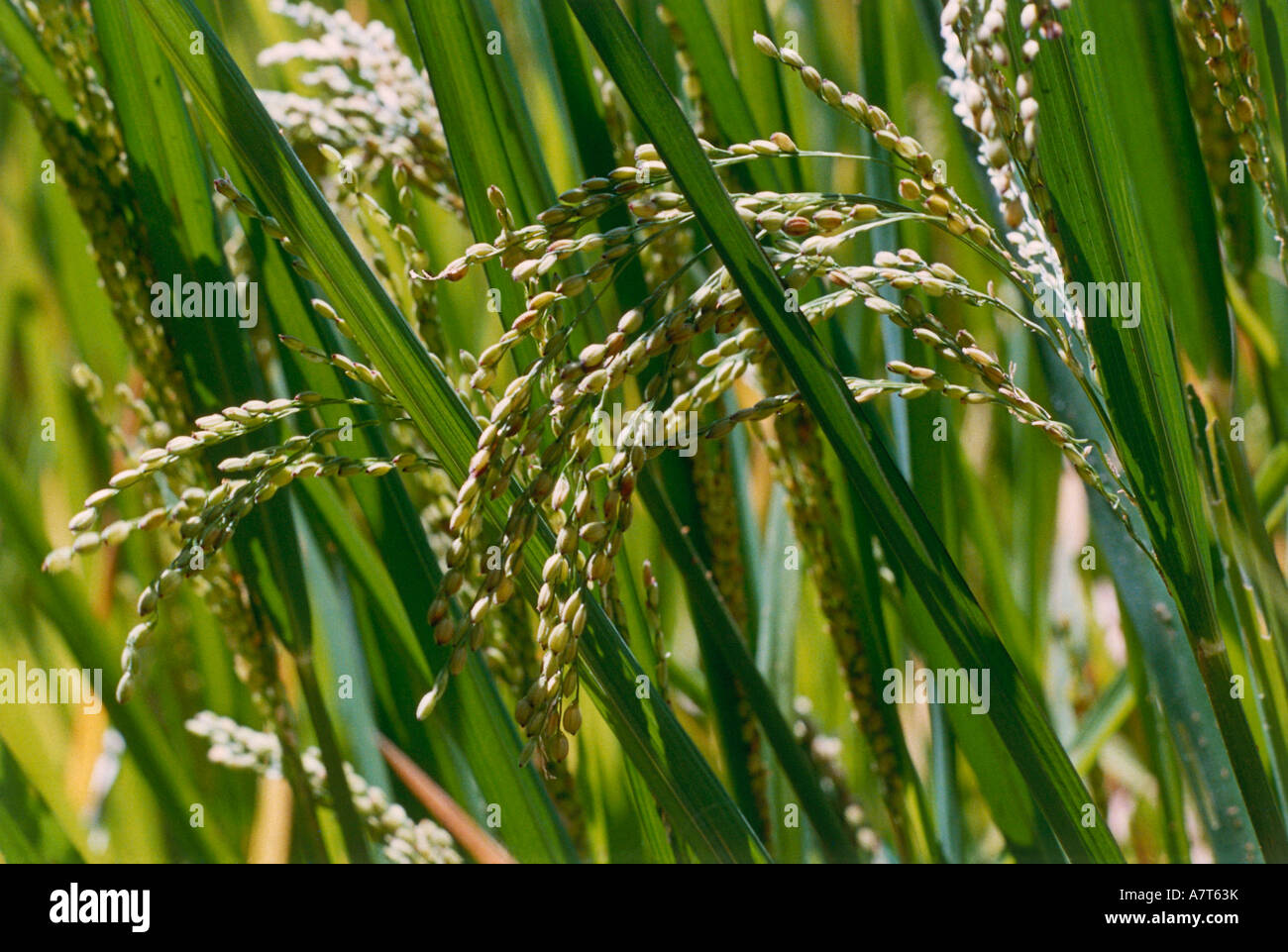Rice Panicle