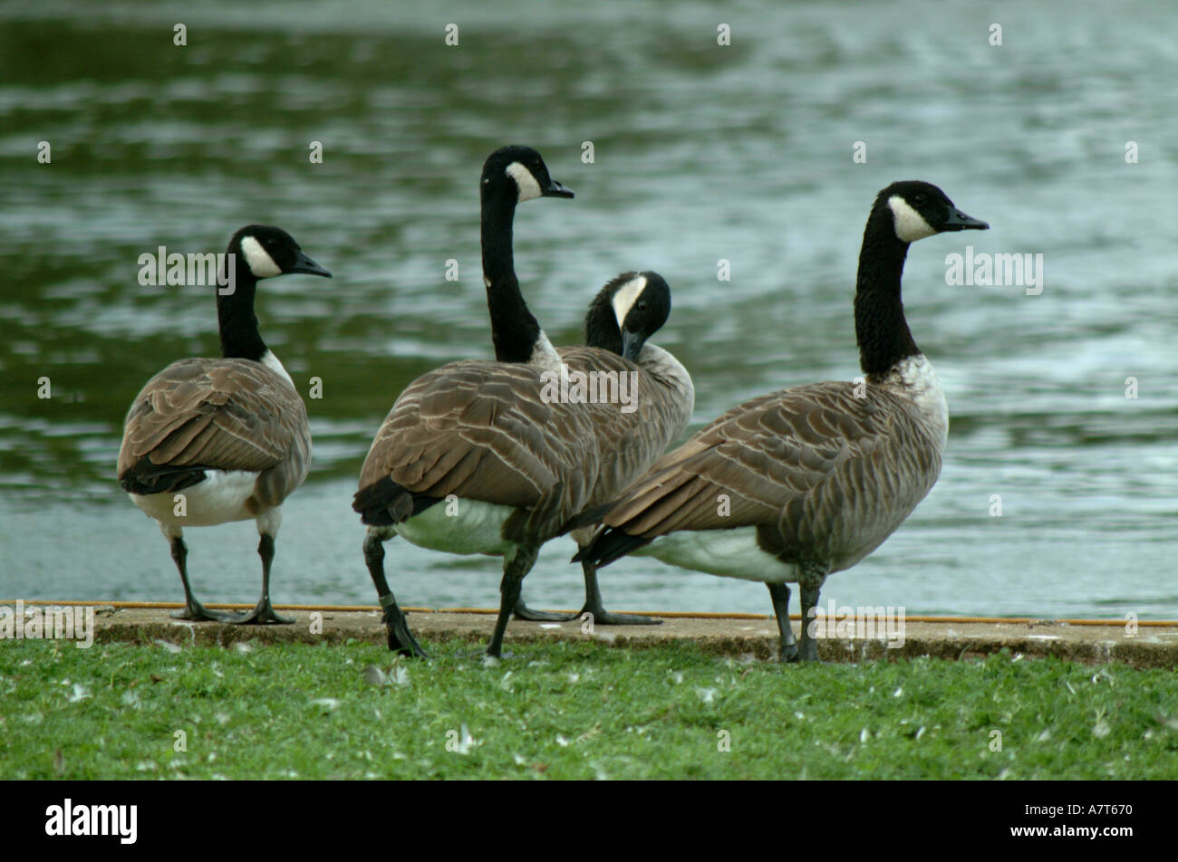 Back of geese hi-res stock photography and images - Alamy