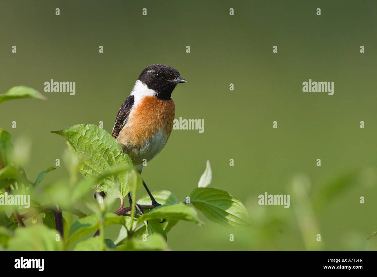 Close-up of African Stonechat (Saxicola torquatus) bird perching on ...