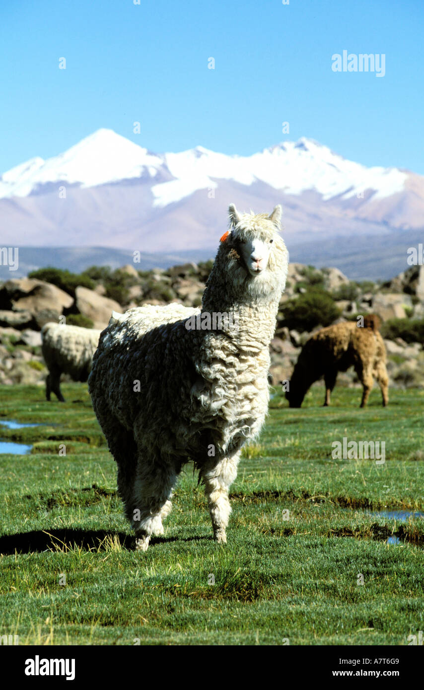 Chile, Lauca National Park, alpacas Stock Photo - Alamy