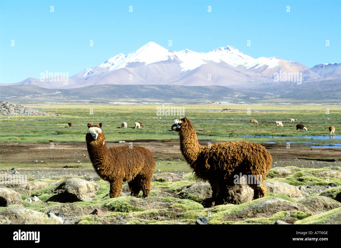 Chile, Lauca National Park, alpacas Stock Photo - Alamy