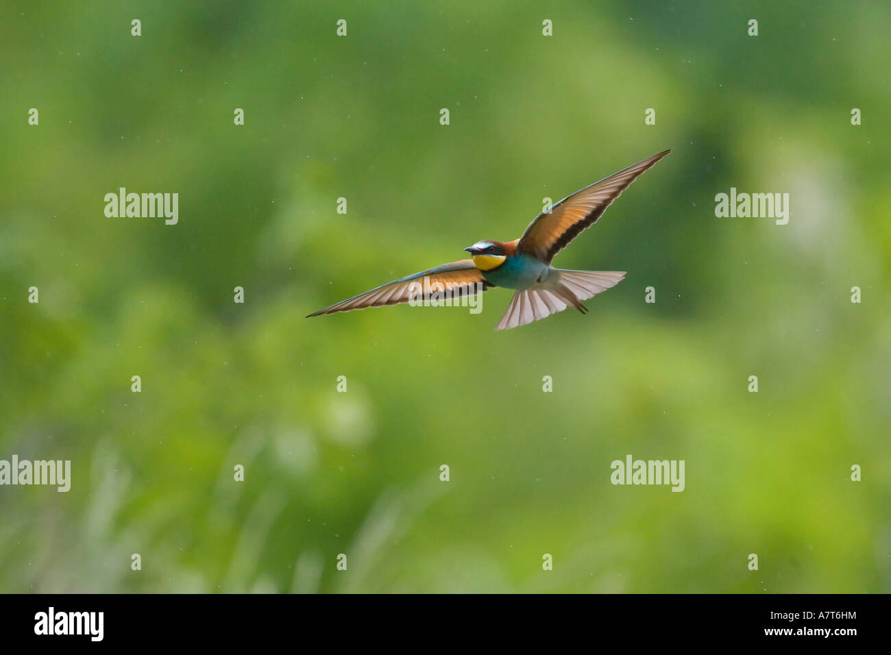 Tree Sparrow bird in flight Stock Photo - Alamy