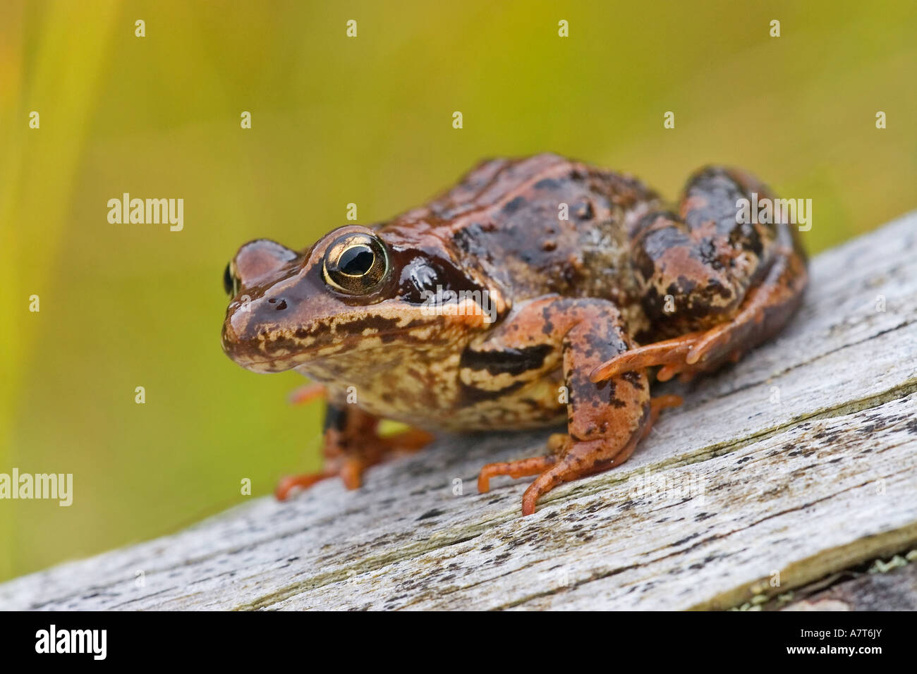Close-up of frog Stock Photo - Alamy