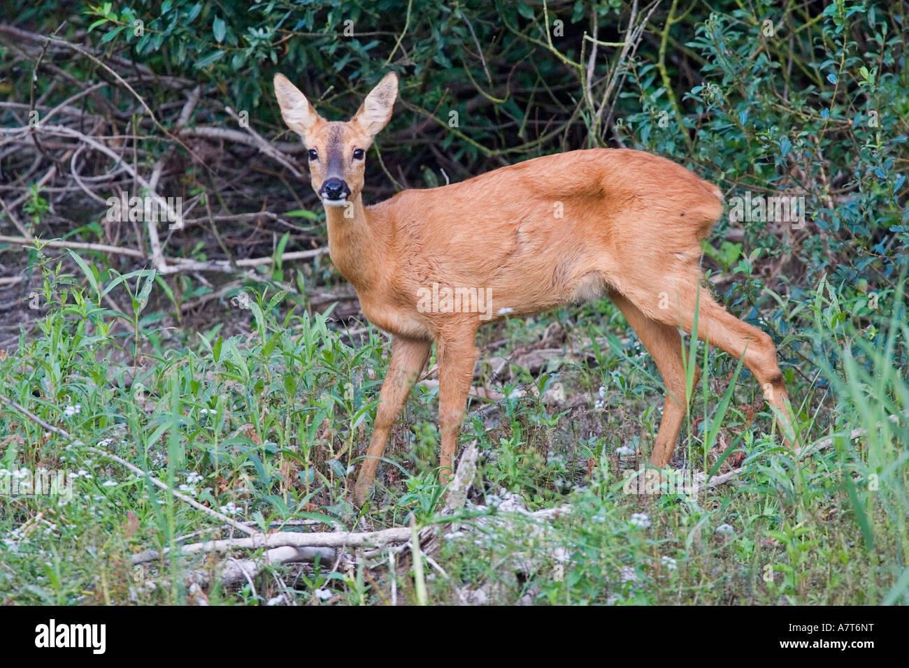 Deer standing in forest Stock Photo - Alamy