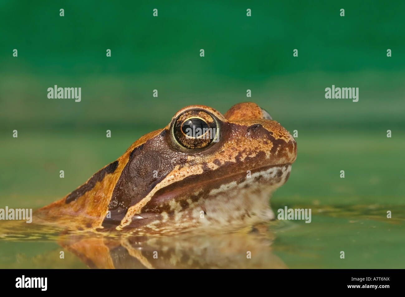 Close-up of frog in water Stock Photo - Alamy