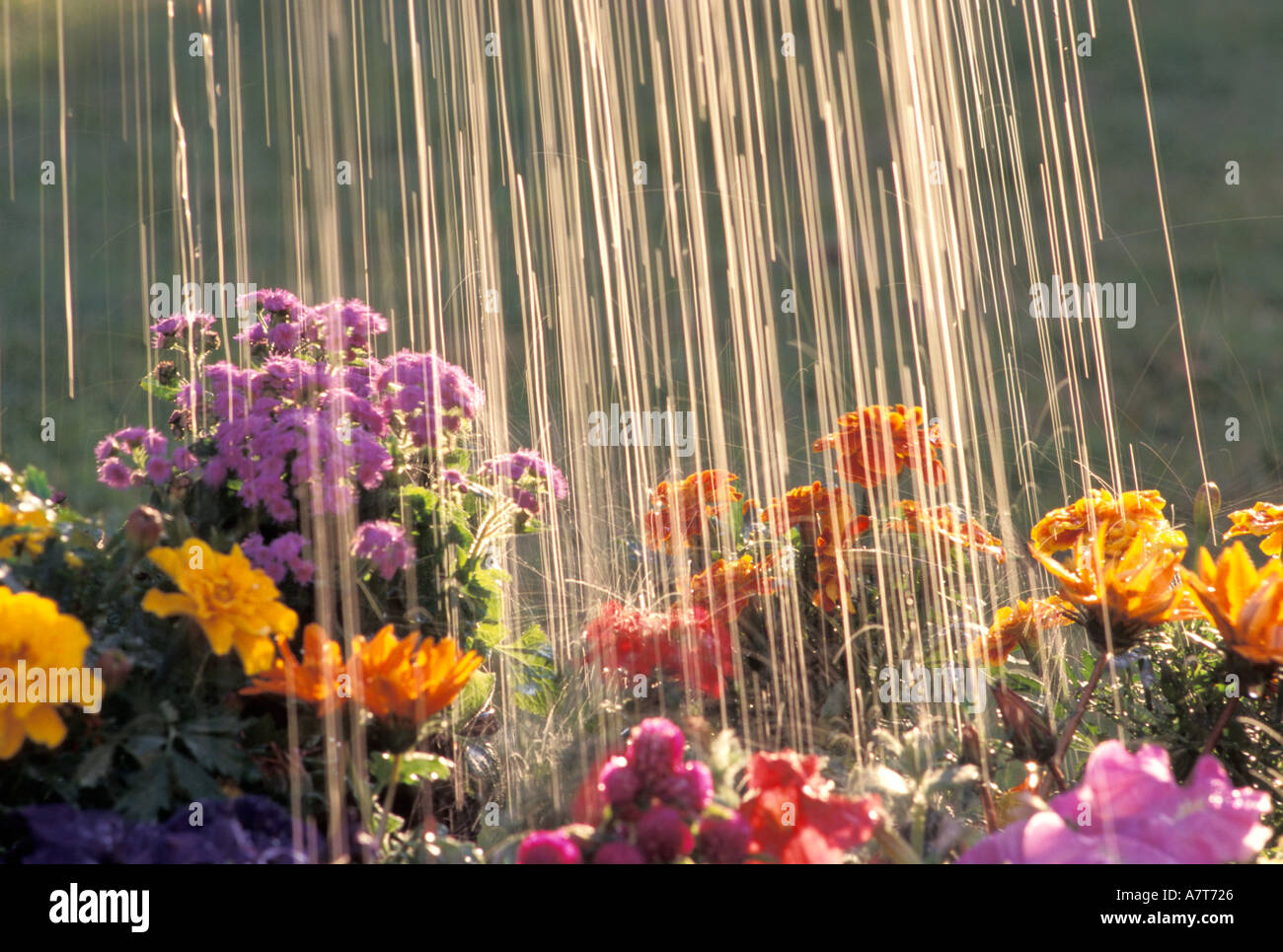 Rain falling on garden plants hi-res stock photography and images - Alamy