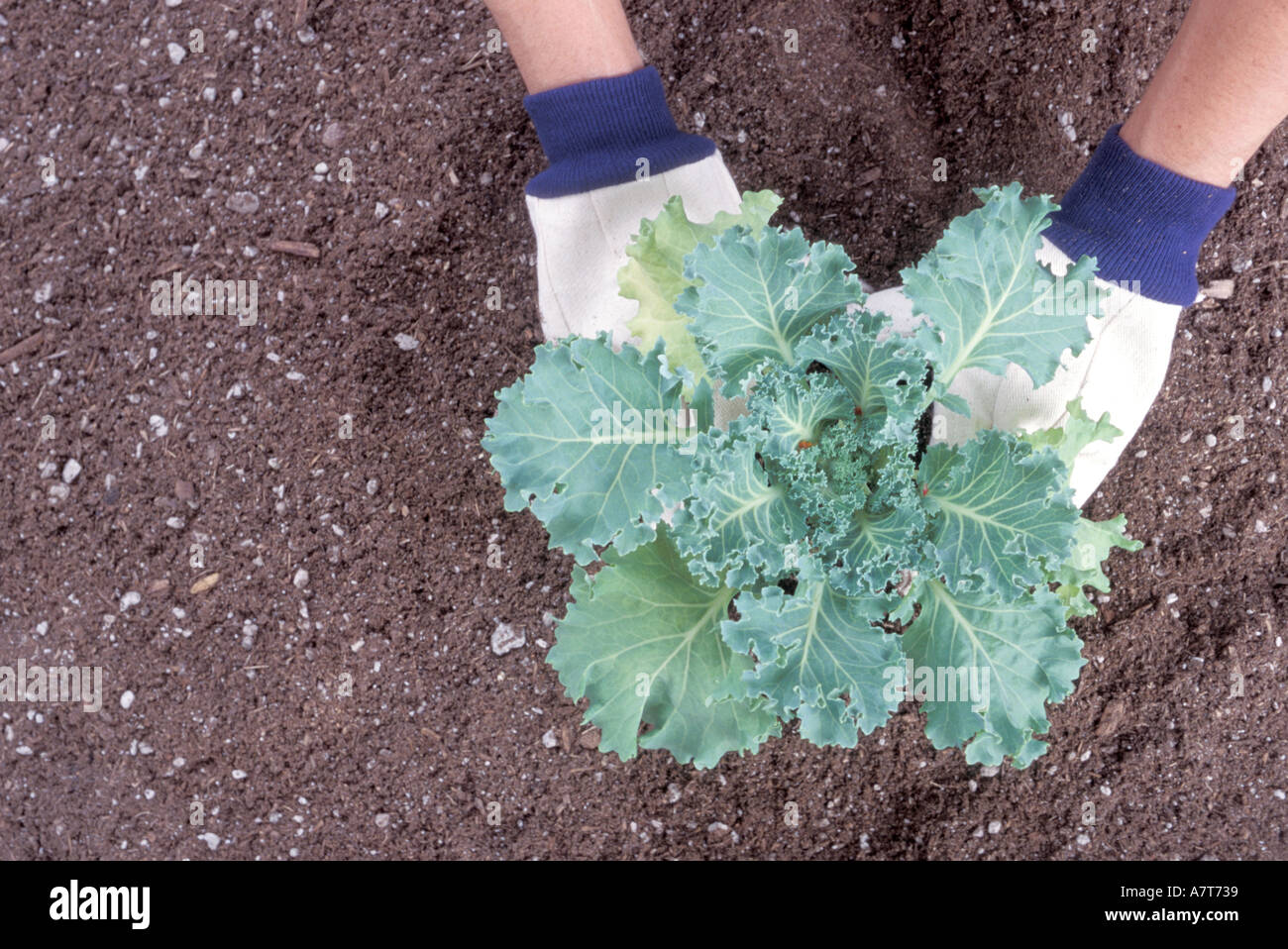 Garden work planting hands hi-res stock photography and images - Alamy