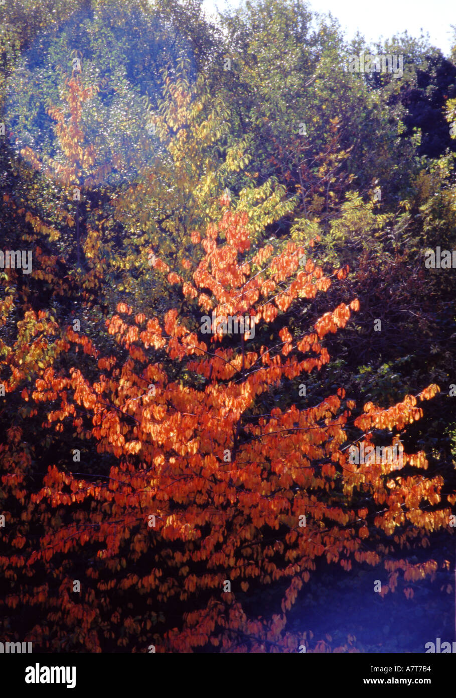 Copper tree autumn England Stock Photo - Alamy