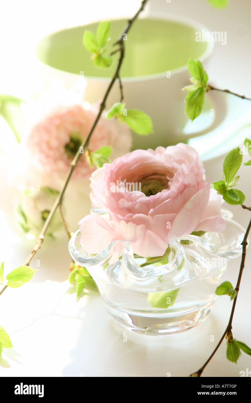 Close-up of flower in cup Stock Photo - Alamy