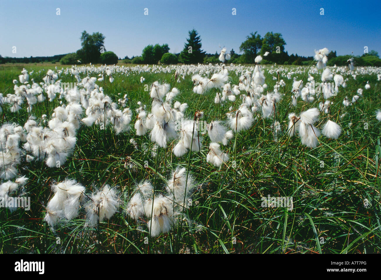 Wool grass in field, Belgium Stock Photo - Alamy