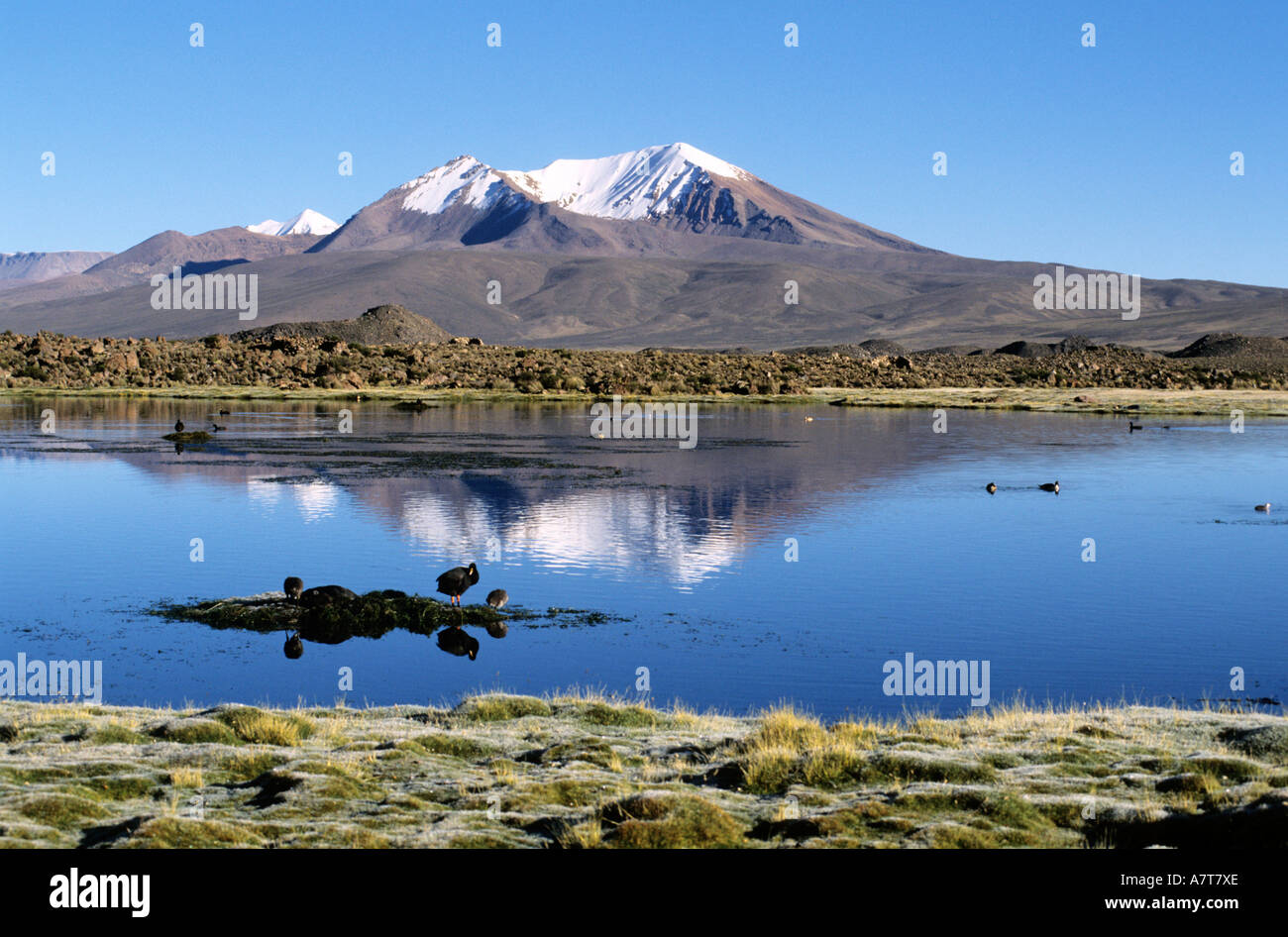 Lauca national park hi-res stock photography and images - Alamy