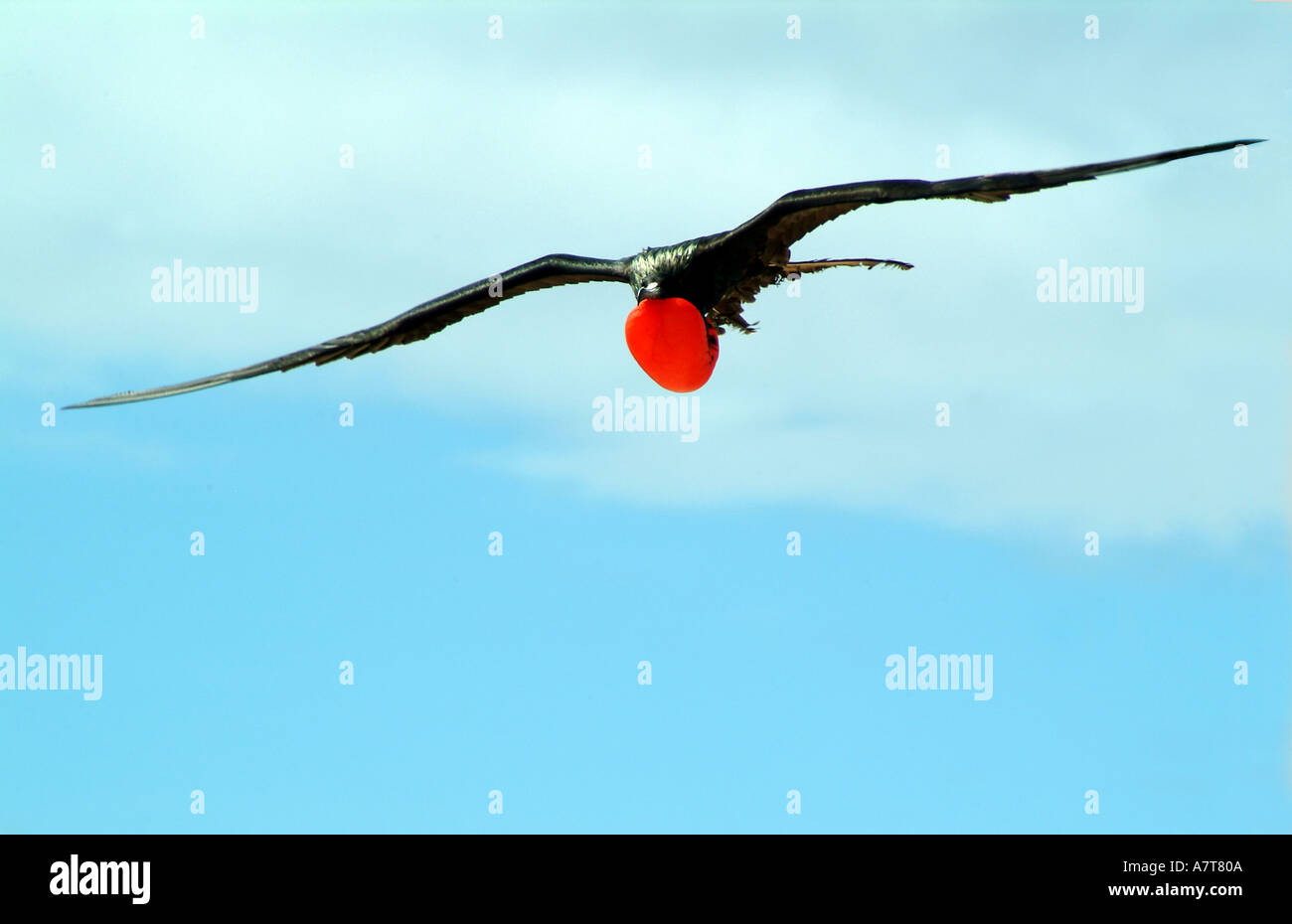 FRIGATE BIRD IN FLIGHT Stock Photo - Alamy