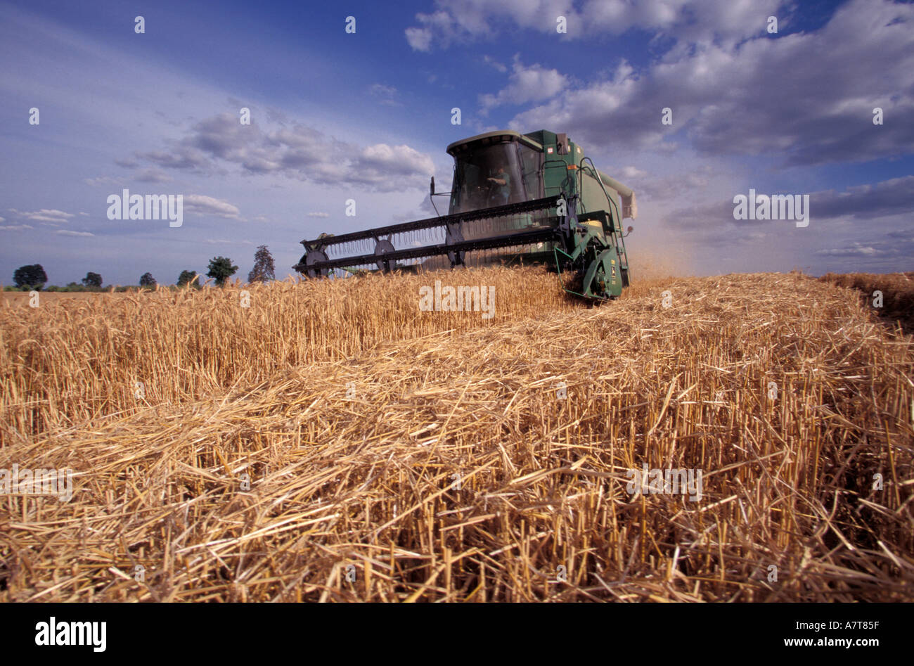 Machine Harvesting Wheat Stock Photo - Alamy