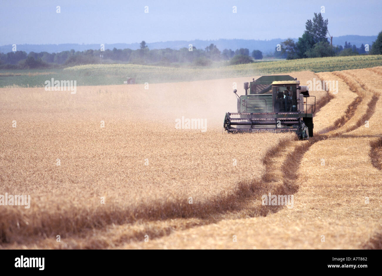 Machine Harvesting Wheat Stock Photo - Alamy