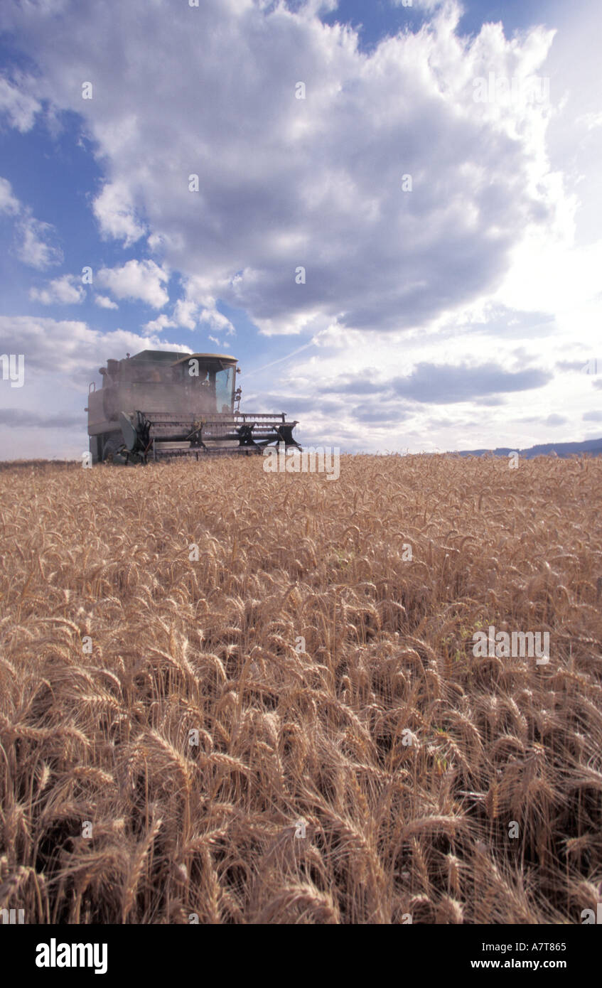 Machine Harvesting Wheat Stock Photo - Alamy