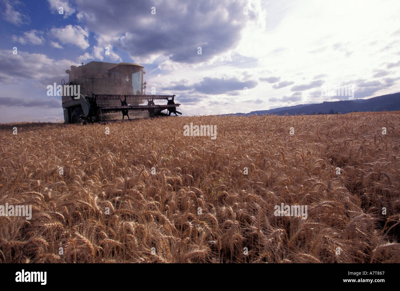 Machine Harvesting Wheat Stock Photo - Alamy
