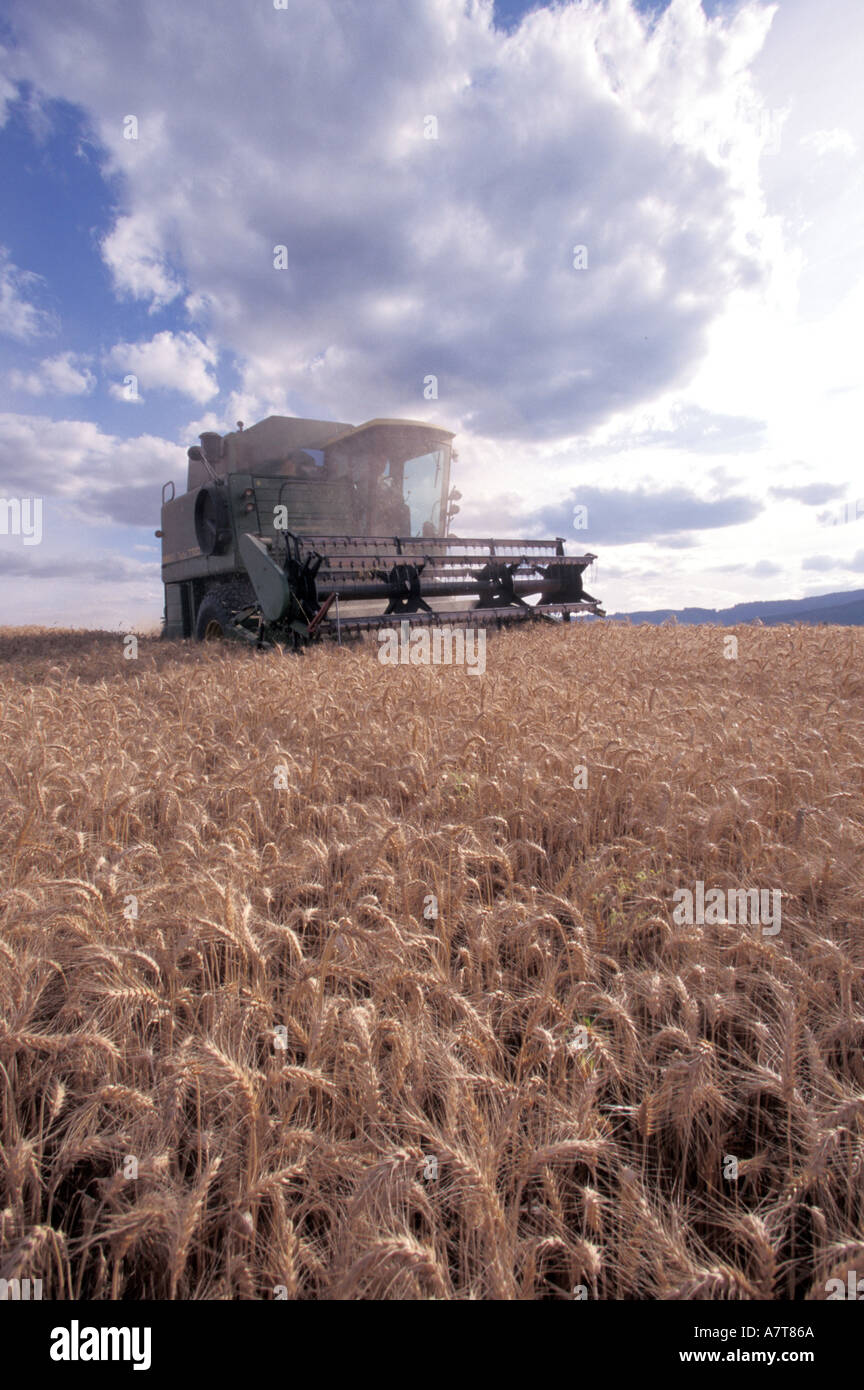 Machine Harvesting Wheat Stock Photo - Alamy