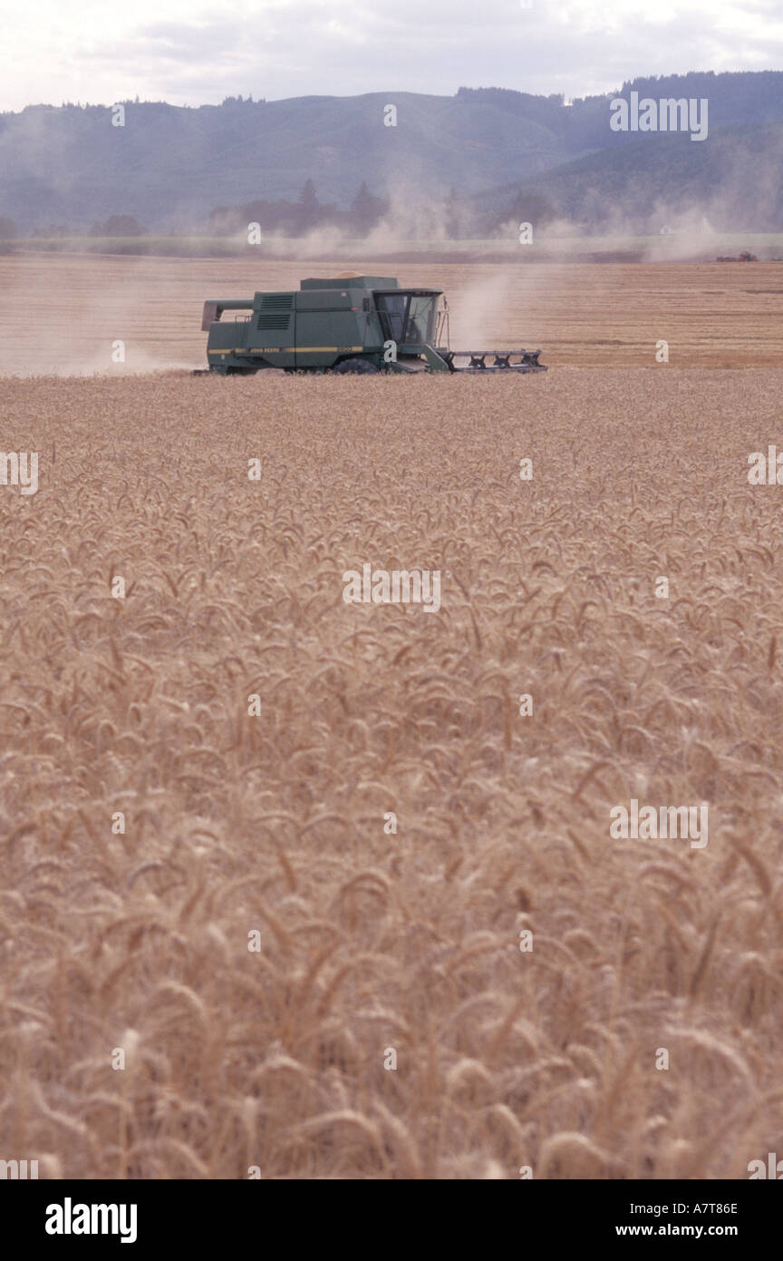 Machine Harvesting Wheat Stock Photo - Alamy