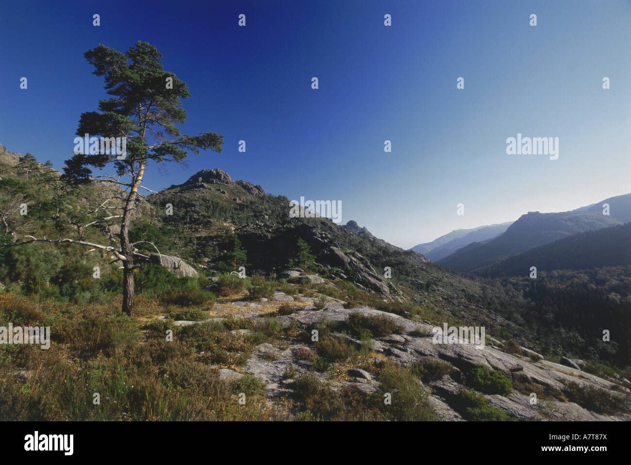 Tree on hill overlooking valley Stock Photo - Alamy