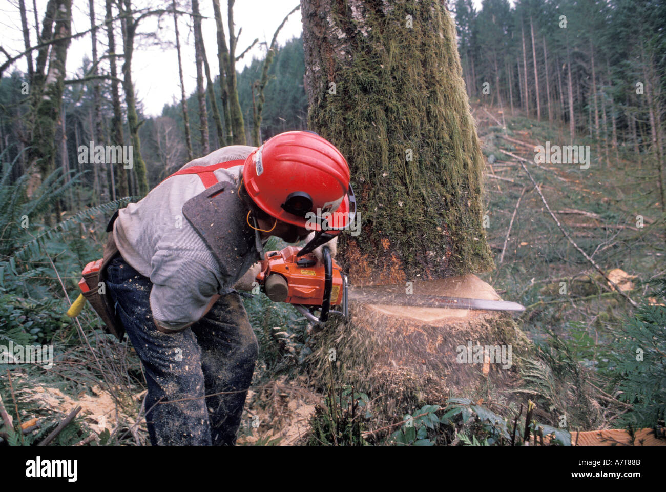 Lumberjack Cutting Down a Tree Stock Photo - Alamy