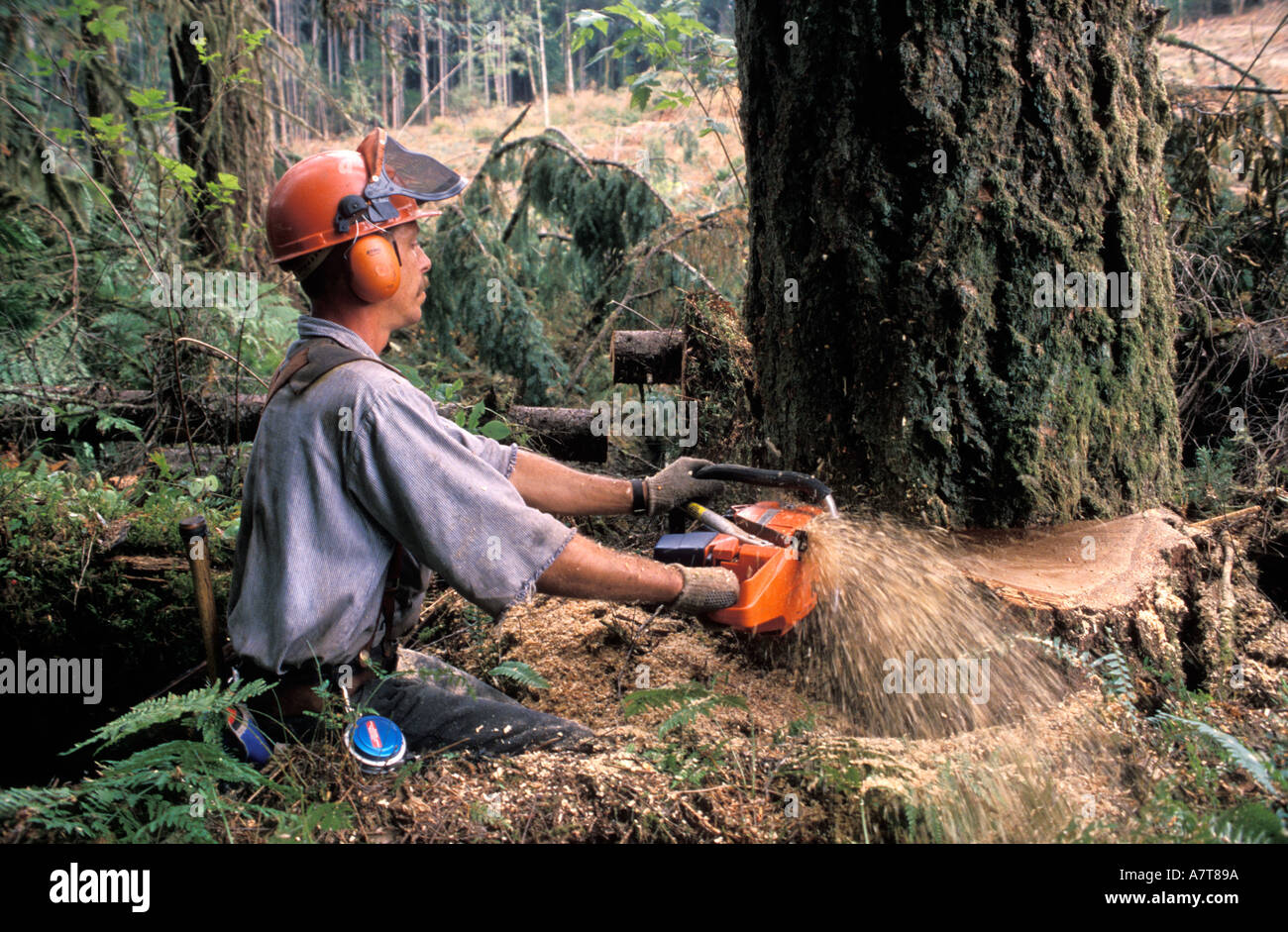 Lumberjack Cutting Down a Tree Stock Photo - Alamy