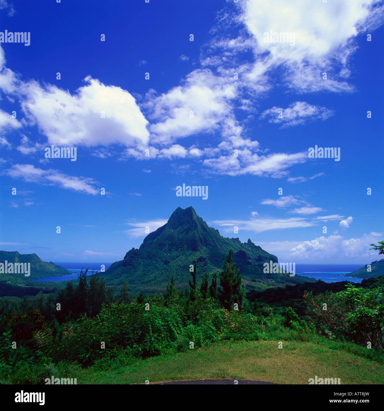 Trees in forest, Mt Rotui, Opunohua Bay, Moorea Island, Society Islands ...