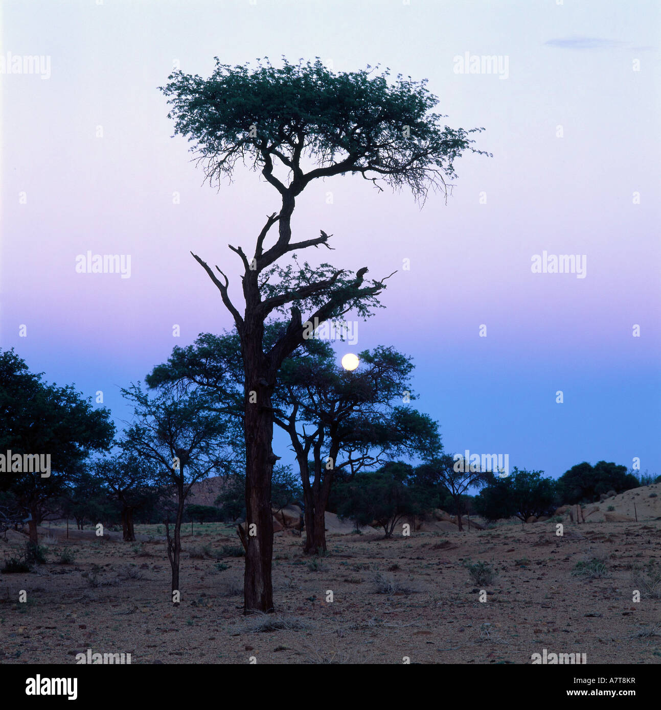 Acacia erioloba tree in field, South Africa Stock Photo - Alamy