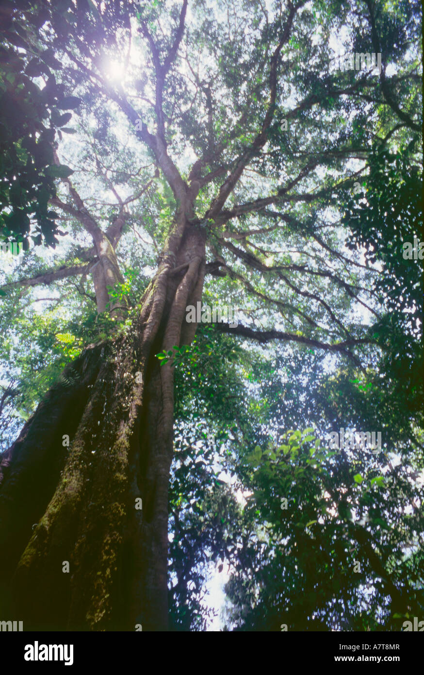 Low angle view of tree Stock Photo - Alamy