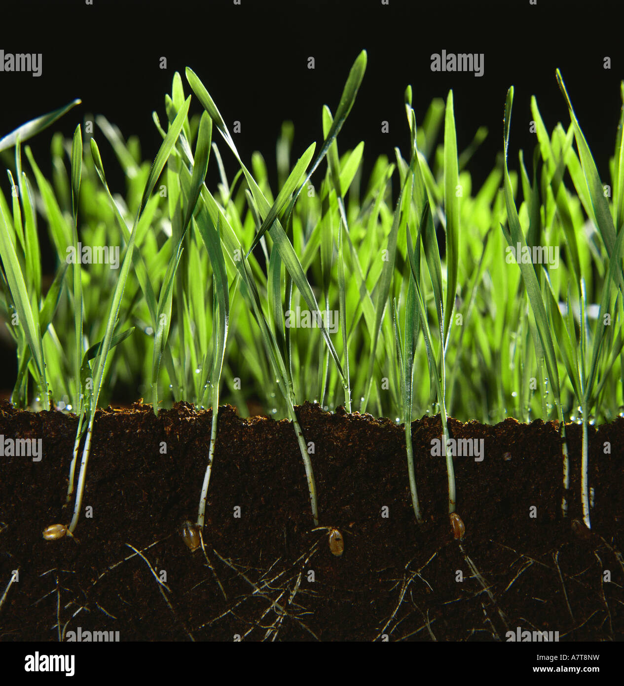 Close-up of wheatgrass Stock Photo - Alamy