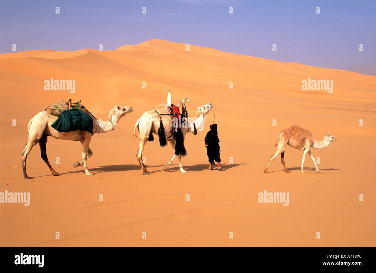 Libya, the Sahara, Tuareg camel caravan in Akakus massif Stock Photo ...