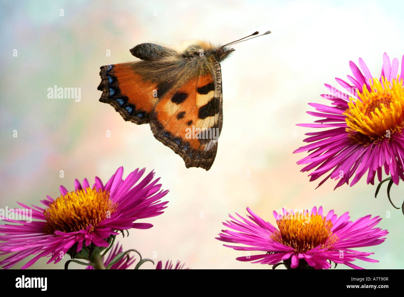 Close-up of Small Tortoiseshell (Aglais urticae) butterfly hovering ...