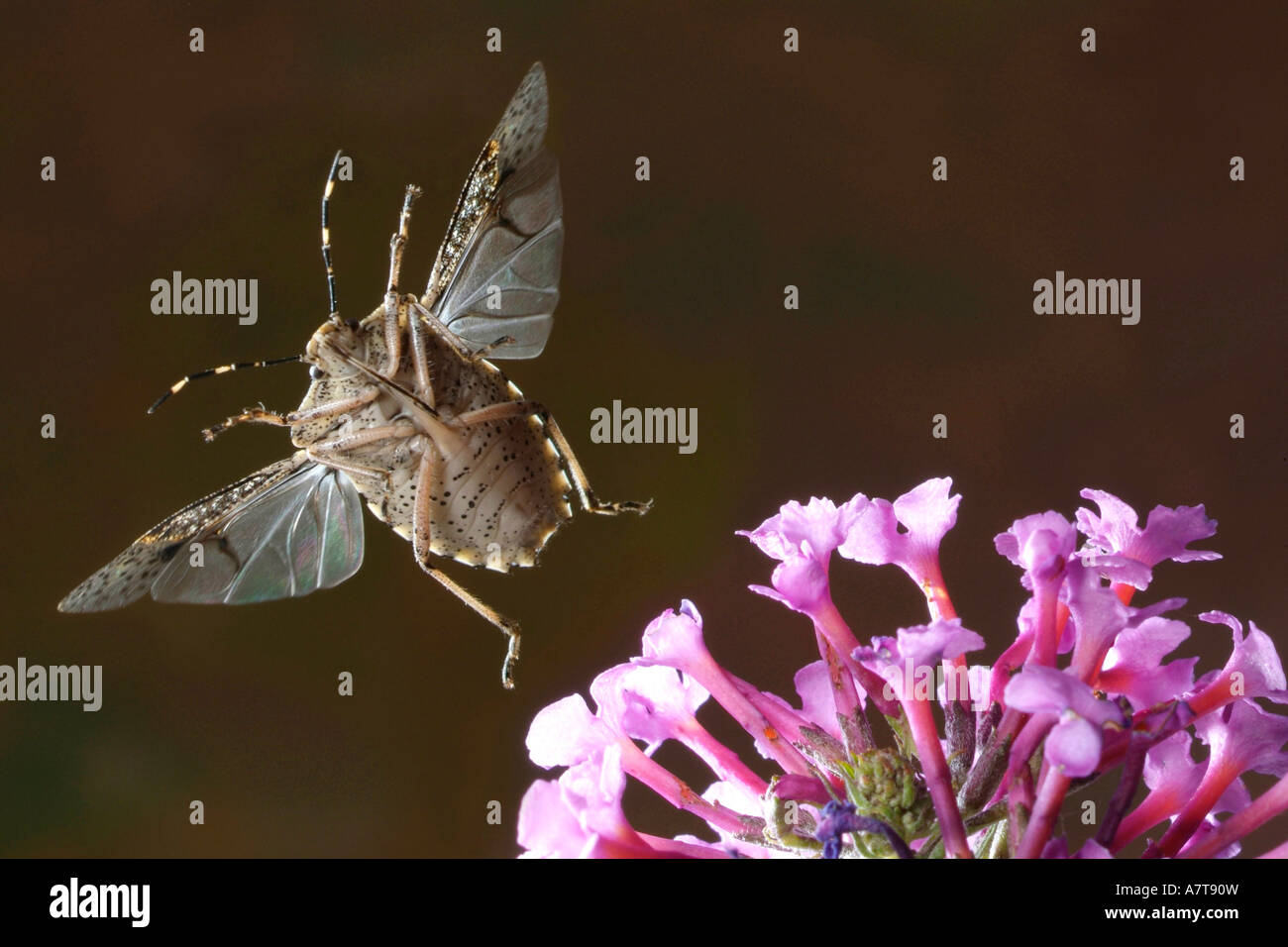 Close-up of European stink bug (Rhaphigaster nebulosa) hovering over ...