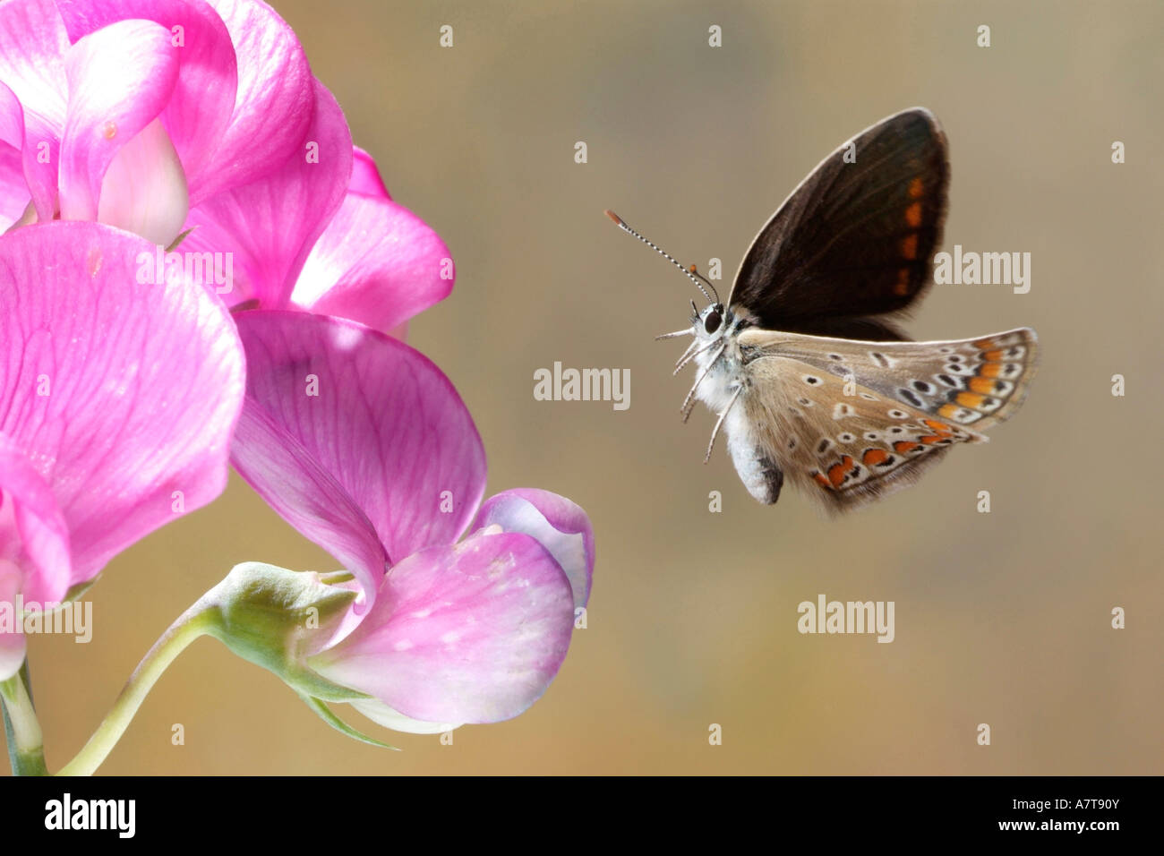 Butterfly with number on wing hi-res stock photography and images - Alamy