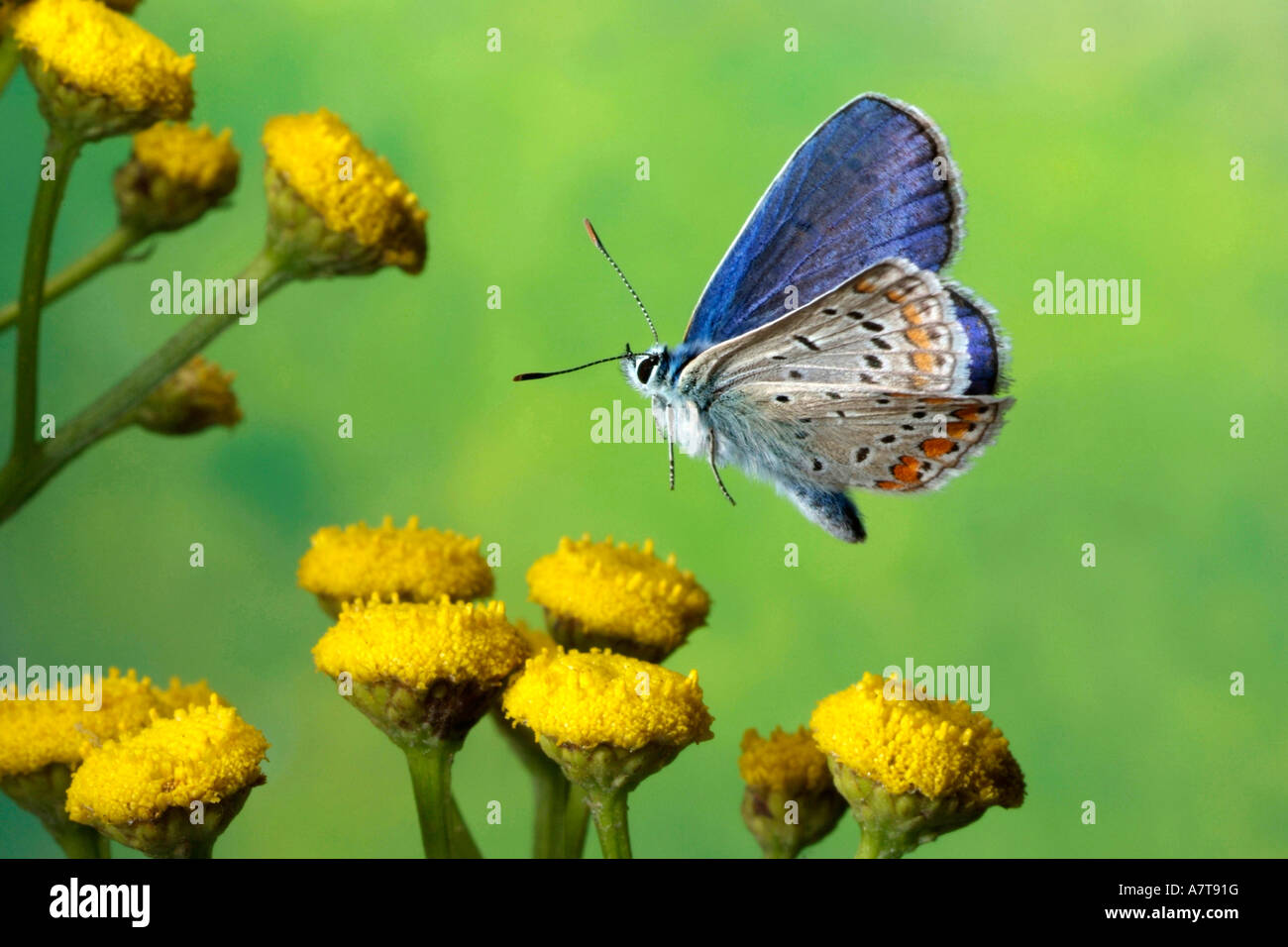 Close-up of Common Blue (Polyommatus icarus) butterfly hovering over ...