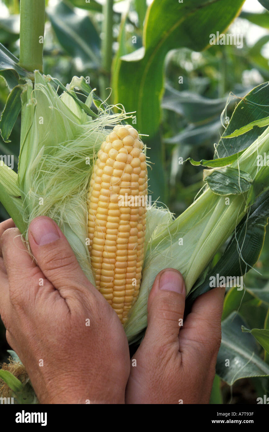 Shucking an Ear of Corn on the Stalk Stock Photo - Alamy