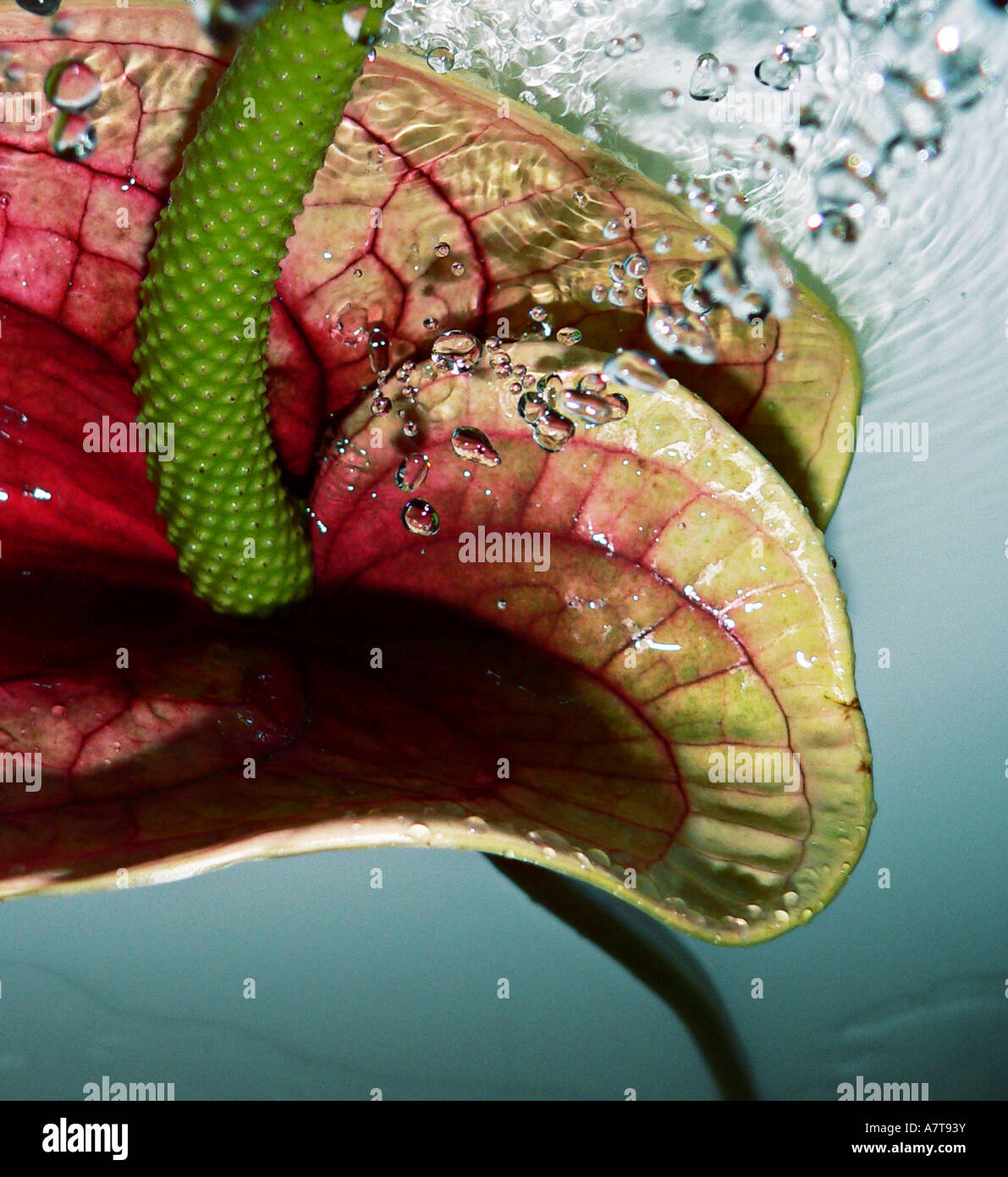 Close-up of Araceae in water Stock Photo - Alamy