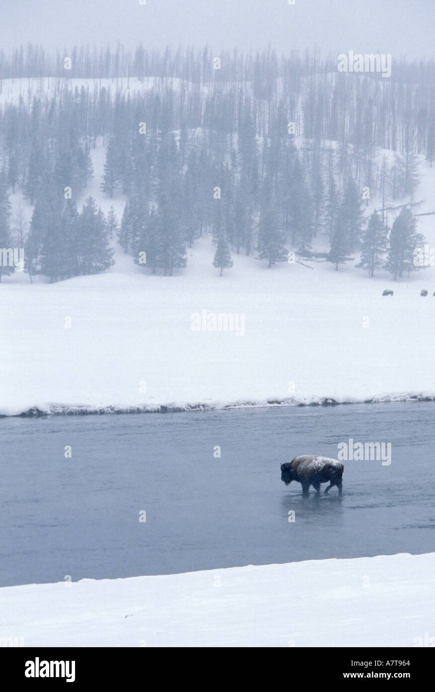 Yellowstone bison scenery hi-res stock photography and images - Alamy