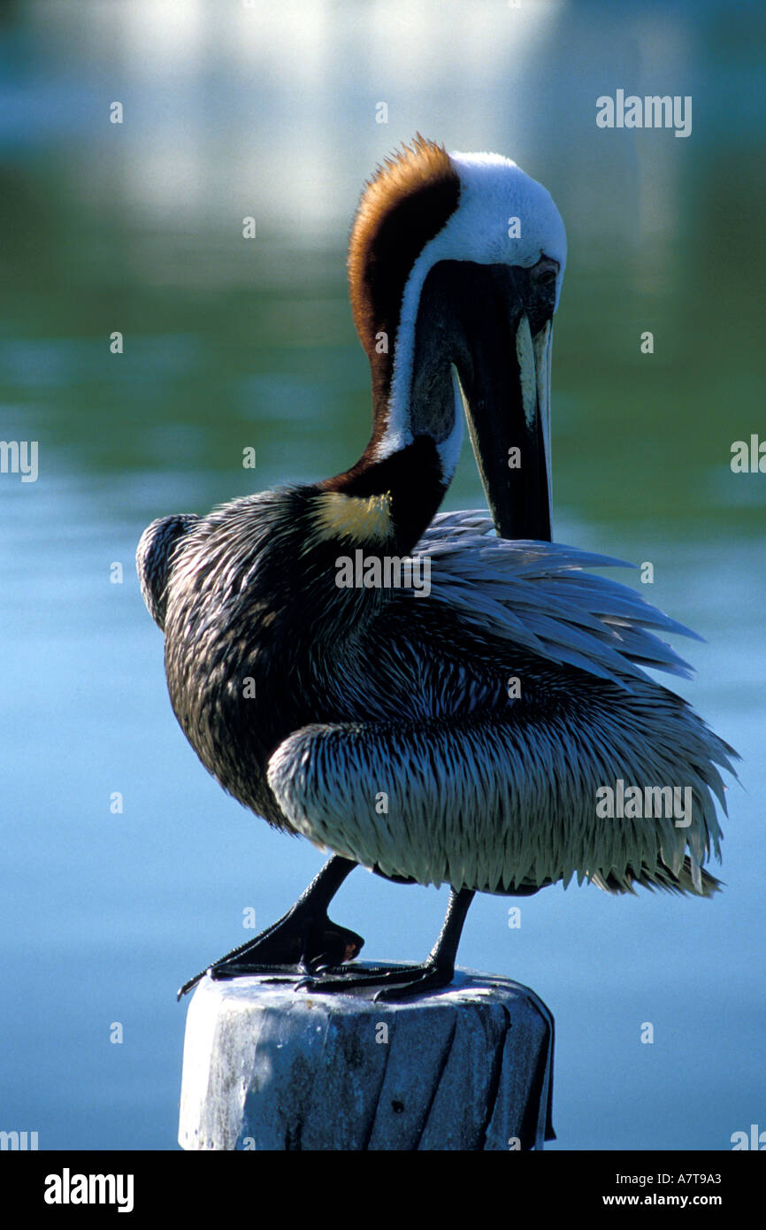 Pelican Standing on a Post Stock Photo - Alamy