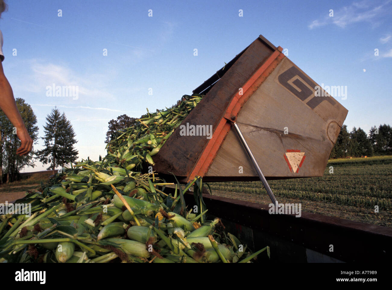 Machine Dumping Out Load of Corn Stock Photo - Alamy