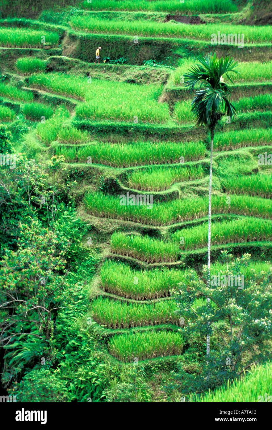 Rice field patties hi-res stock photography and images - Alamy