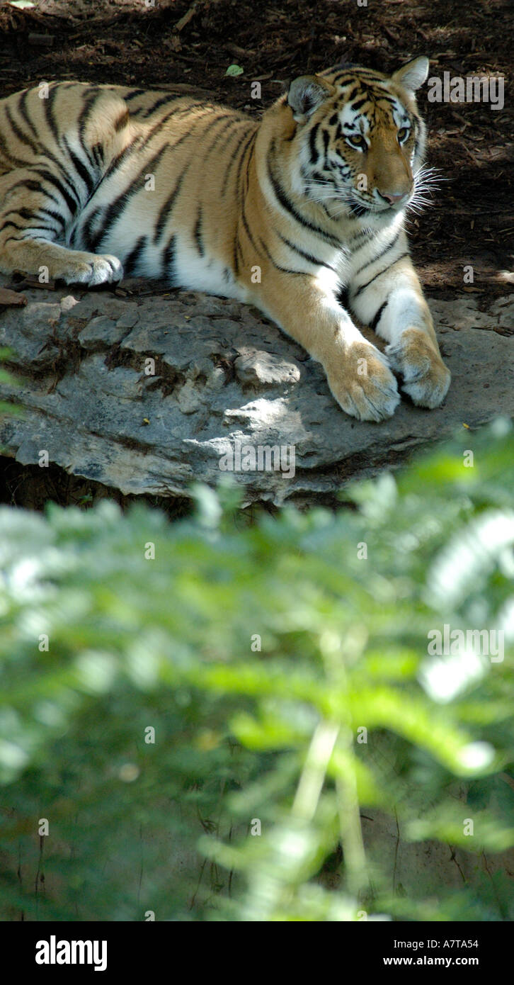 Siberian Tiger Denver Zoo Denver Colorado Stock Photo - Alamy