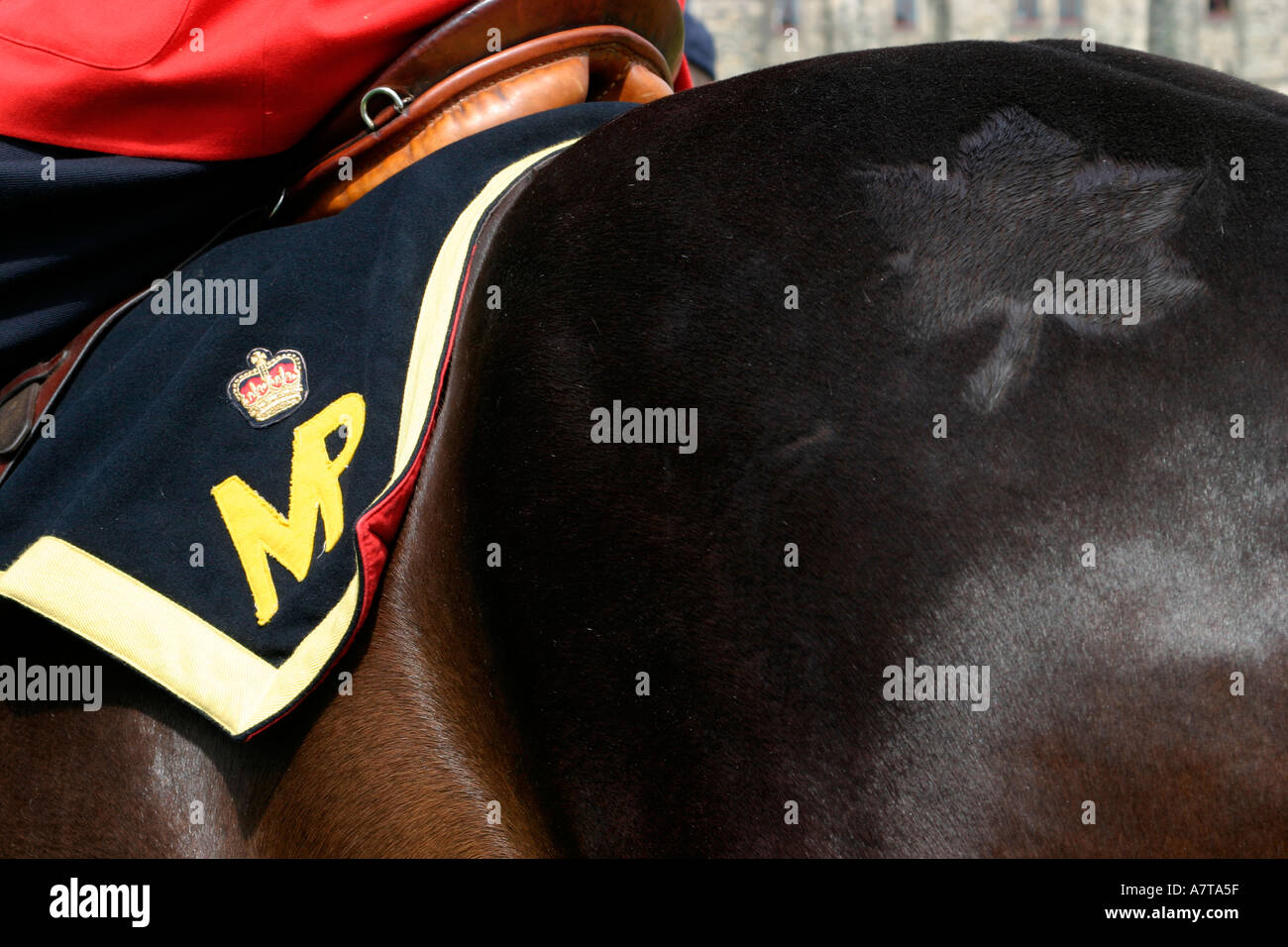 Canadian Mounted Police Horse maple leaf detail in horse s coat Ottawa ...