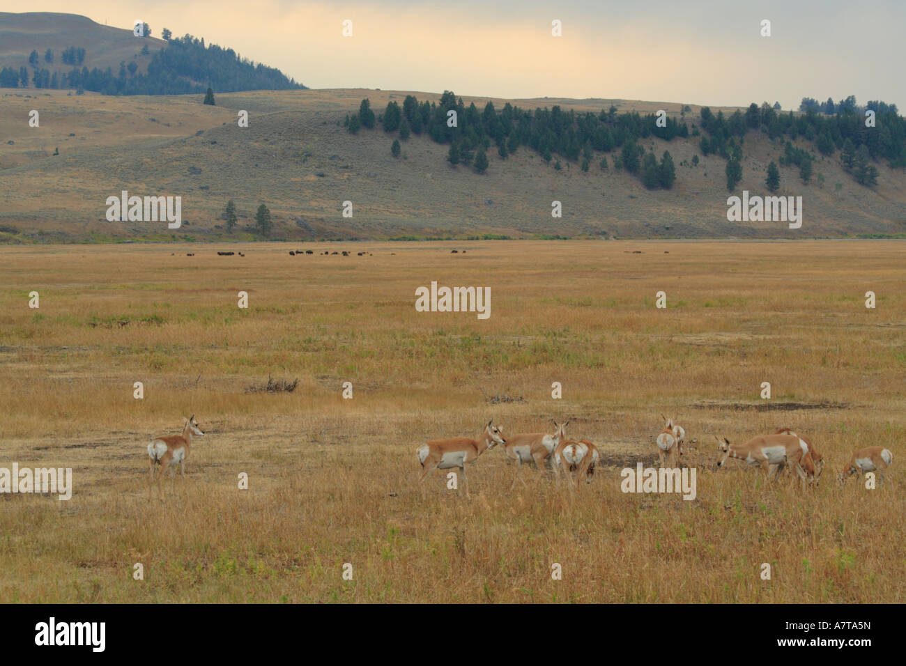 Group of Pronghorn feeding at sunset Stock Photo - Alamy