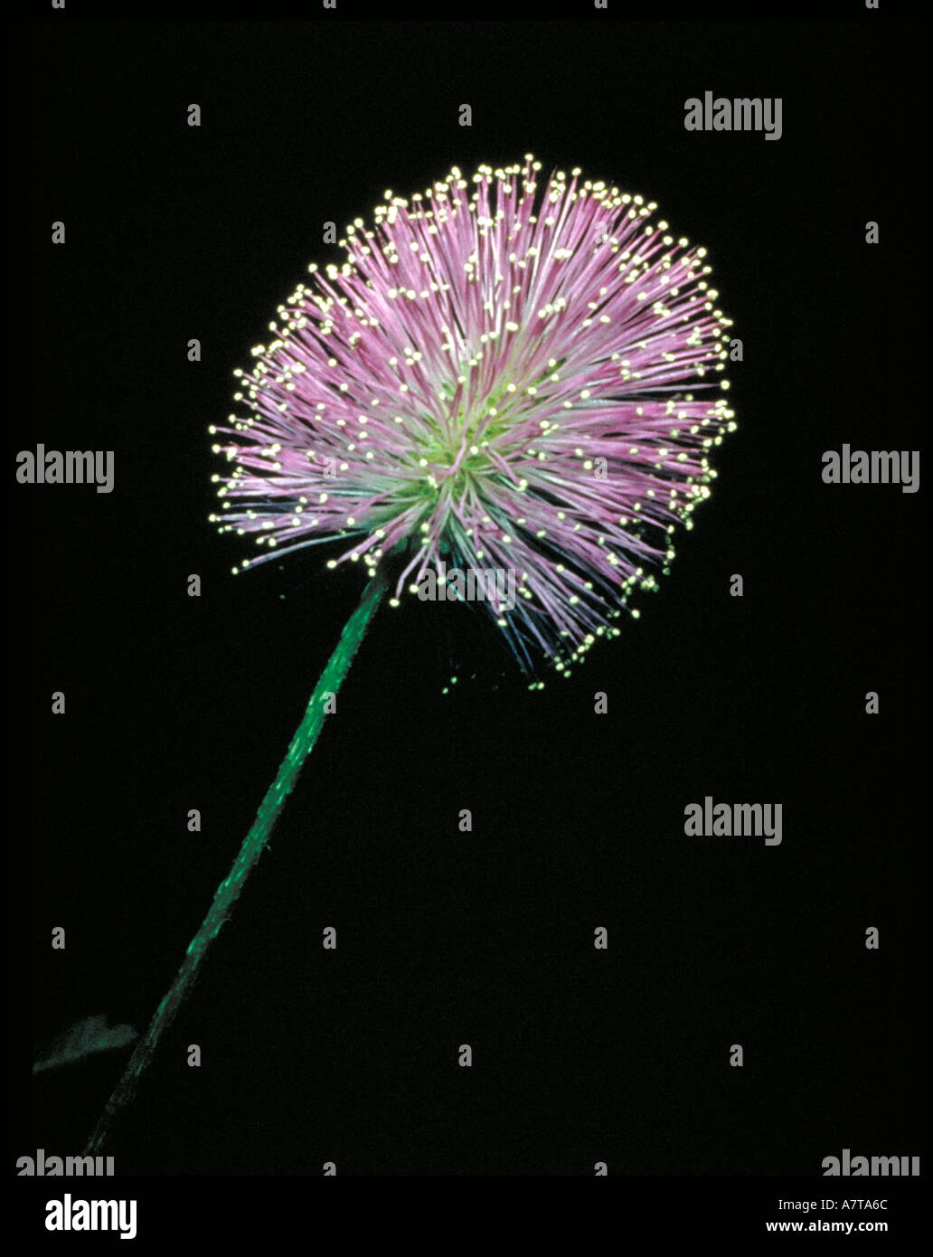 Sensitive brier hi-res stock photography and images - Alamy