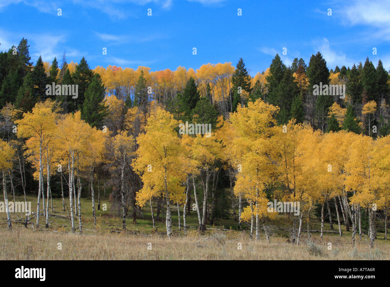 Deep blue fall sky and golden aspens Stock Photo - Alamy