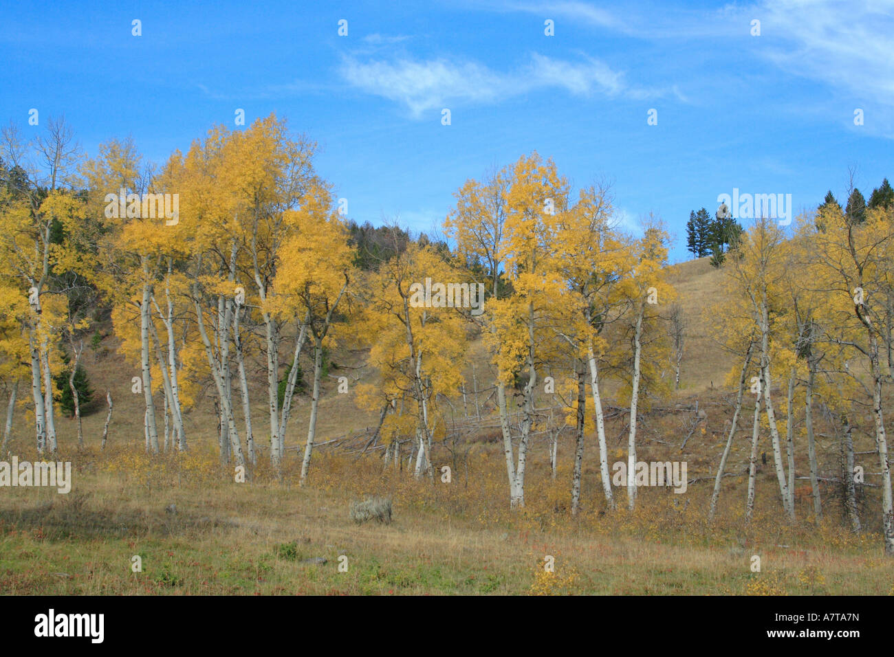 Golden aspens and meadows Stock Photo - Alamy