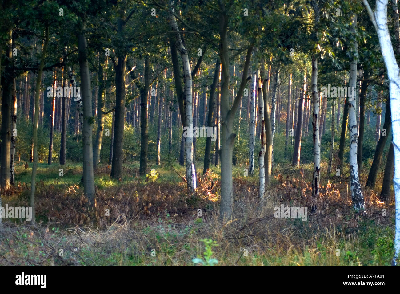 Pine birch hi-res stock photography and images - Alamy