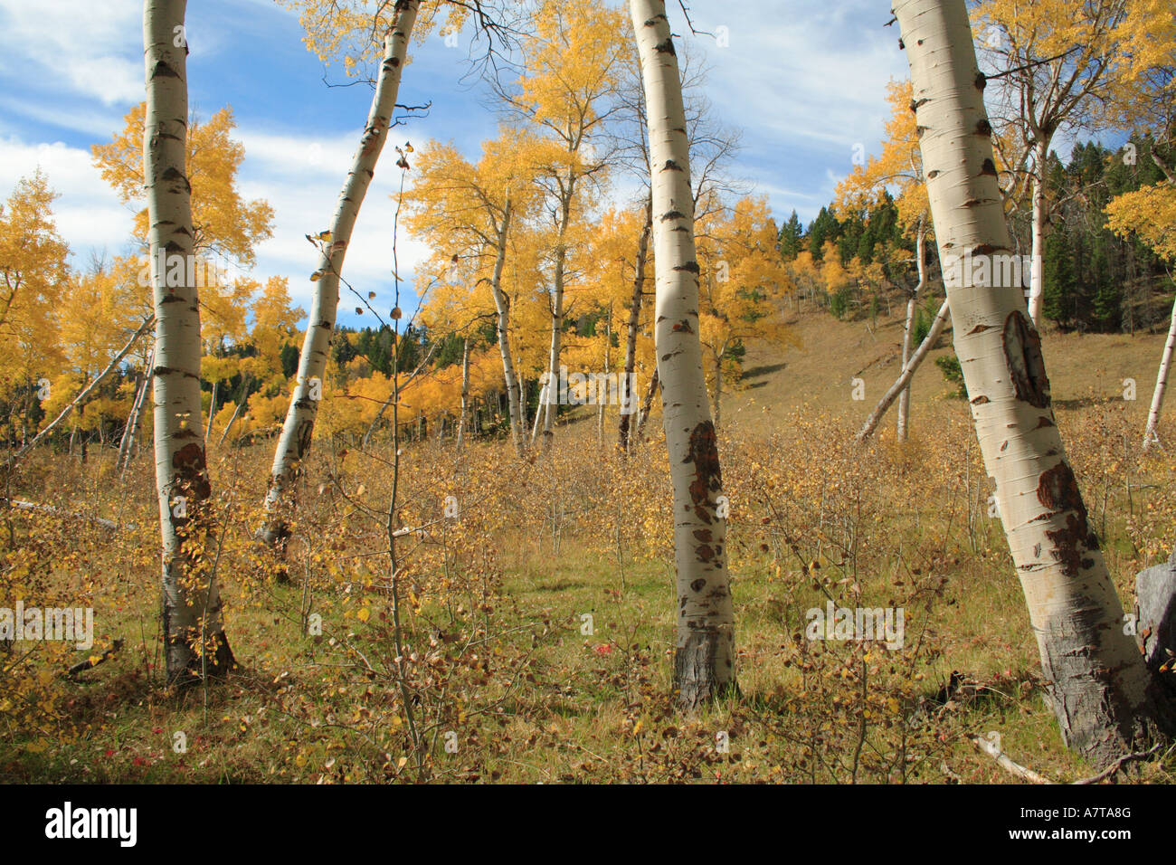 Calming fall scene Stock Photo - Alamy
